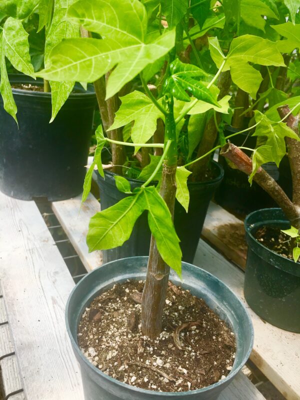 Chaya Herb - URBANherbal